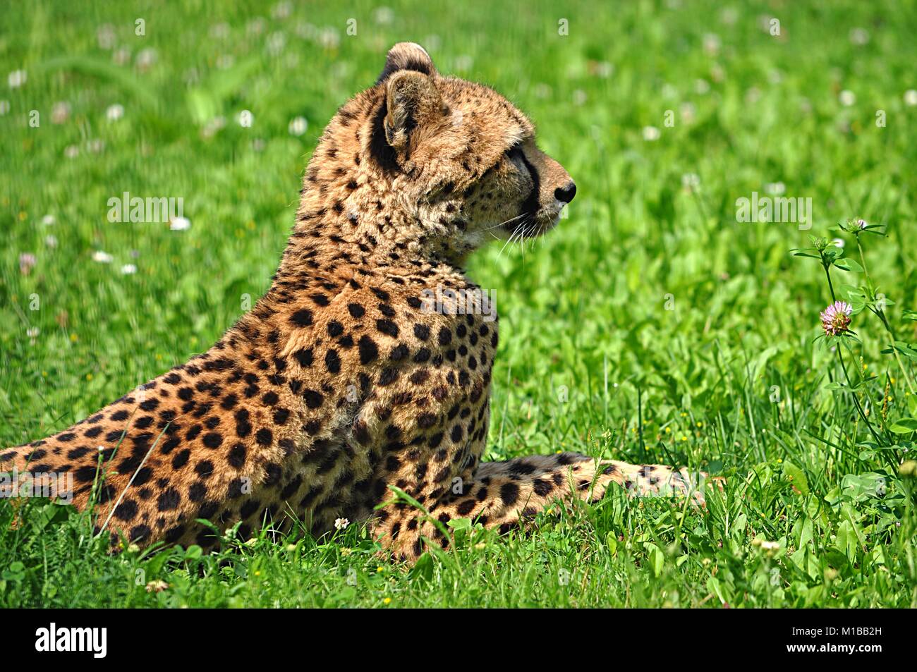 dangerous animal cheetah Stock Photo - Alamy