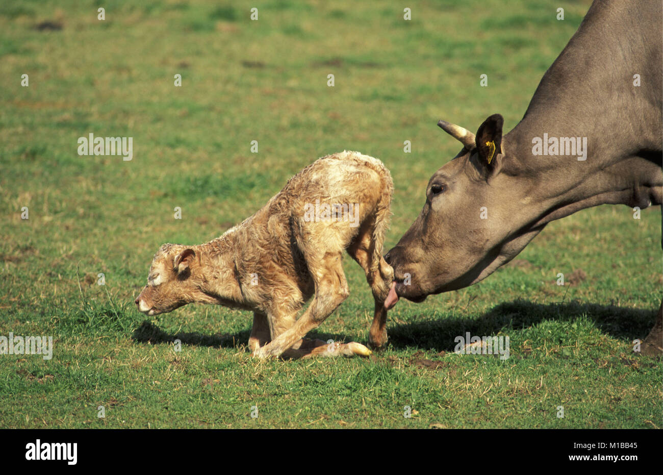 Born calf hi-res stock photography and images - Alamy
