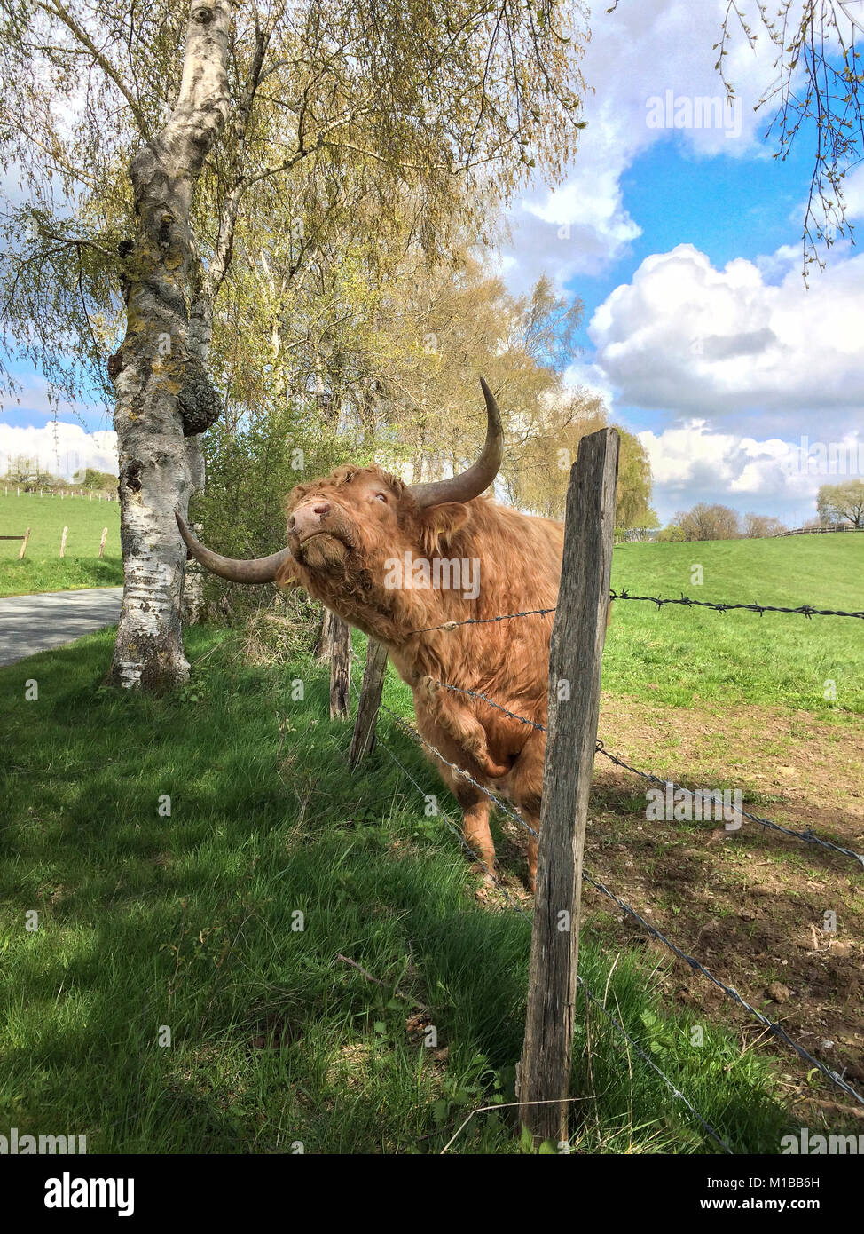 Bull neck hi-res stock photography and images - Alamy
