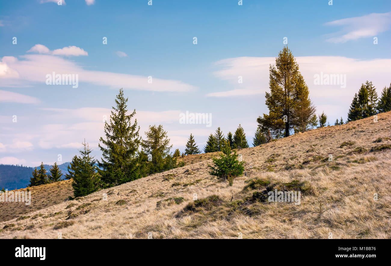 Slope forest hi-res stock photography and images - Alamy