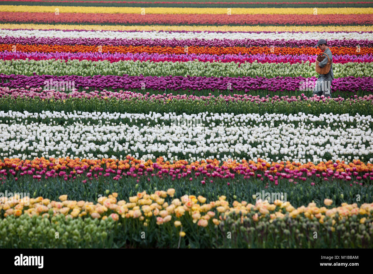 The Netherlands, Egmond, Tulip fields. Woman, farmer checking flowers ...