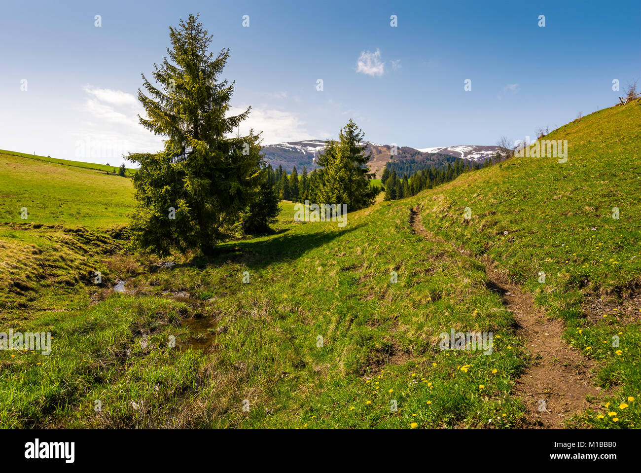 path along the grassy slope in forested area. beautiful springtime ...