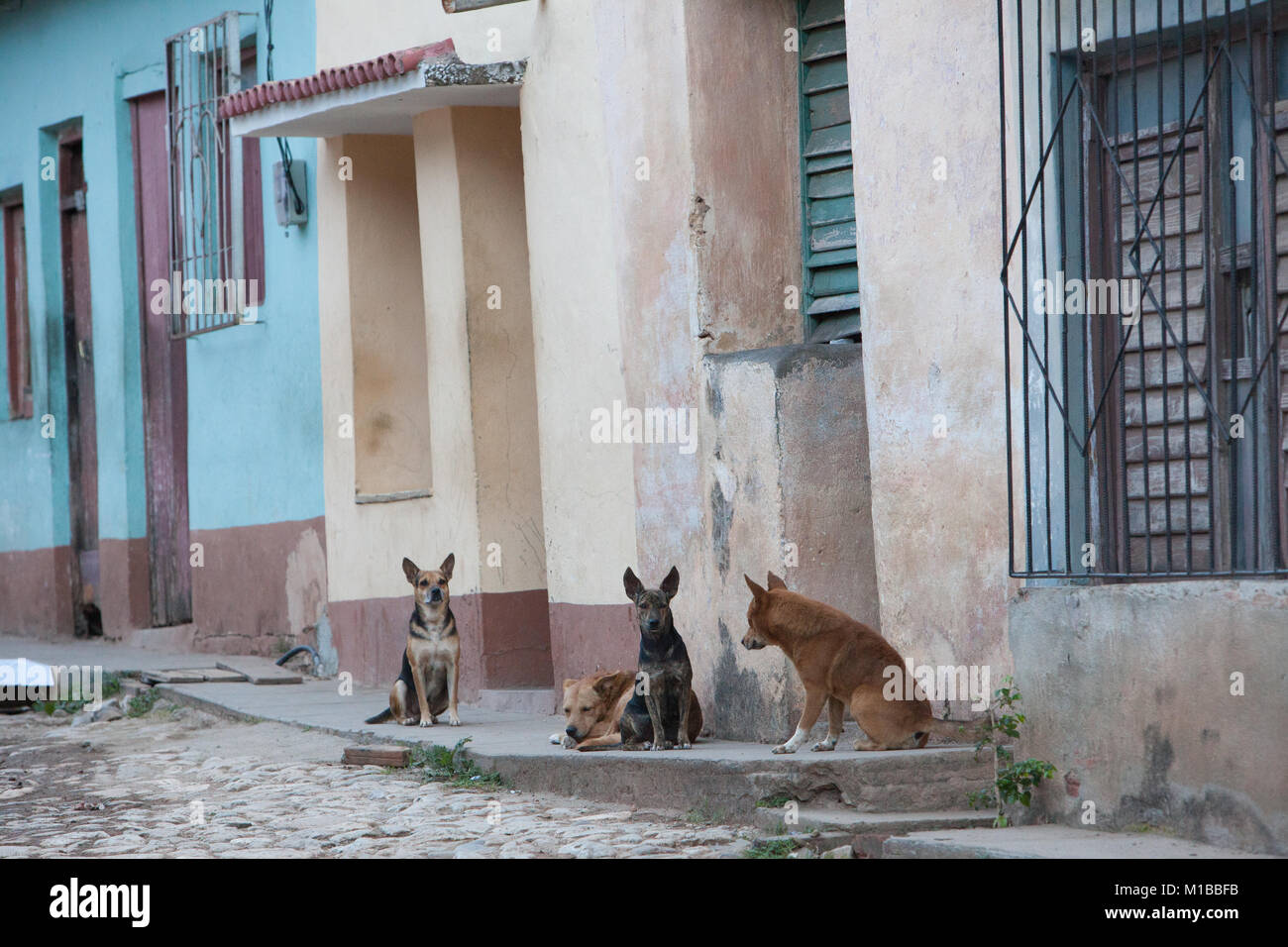 Dogs of Trinidad Stock Photo - Alamy