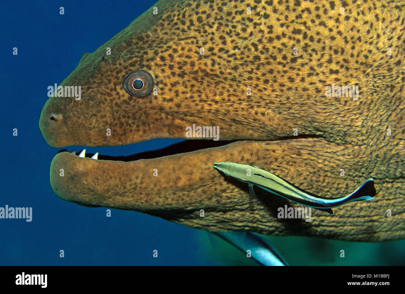 Giant moray eel and cleaner wrasse hi-res stock photography and images ...
