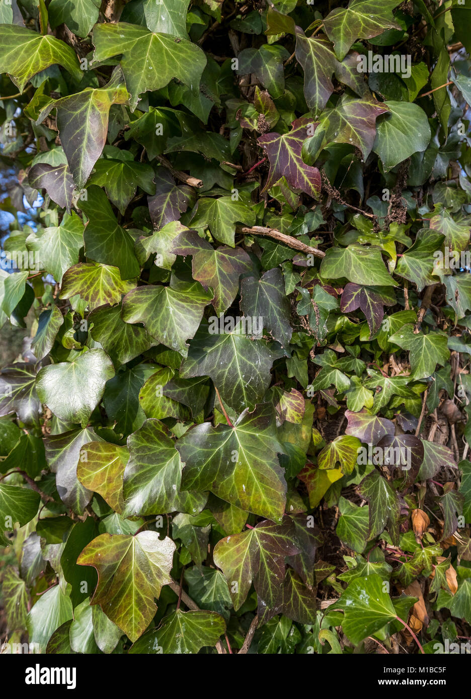 Ivy growing up a pole at Lydney Dock, Gloucestershire, UK Stock Photo ...
