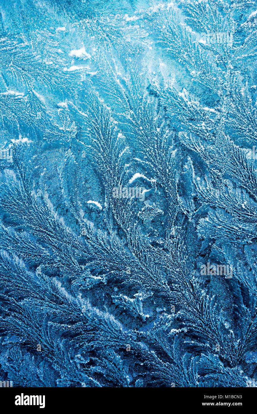 Iceflowers, frozen.The ice-cold frost forms ice crystals in beautiful ...
