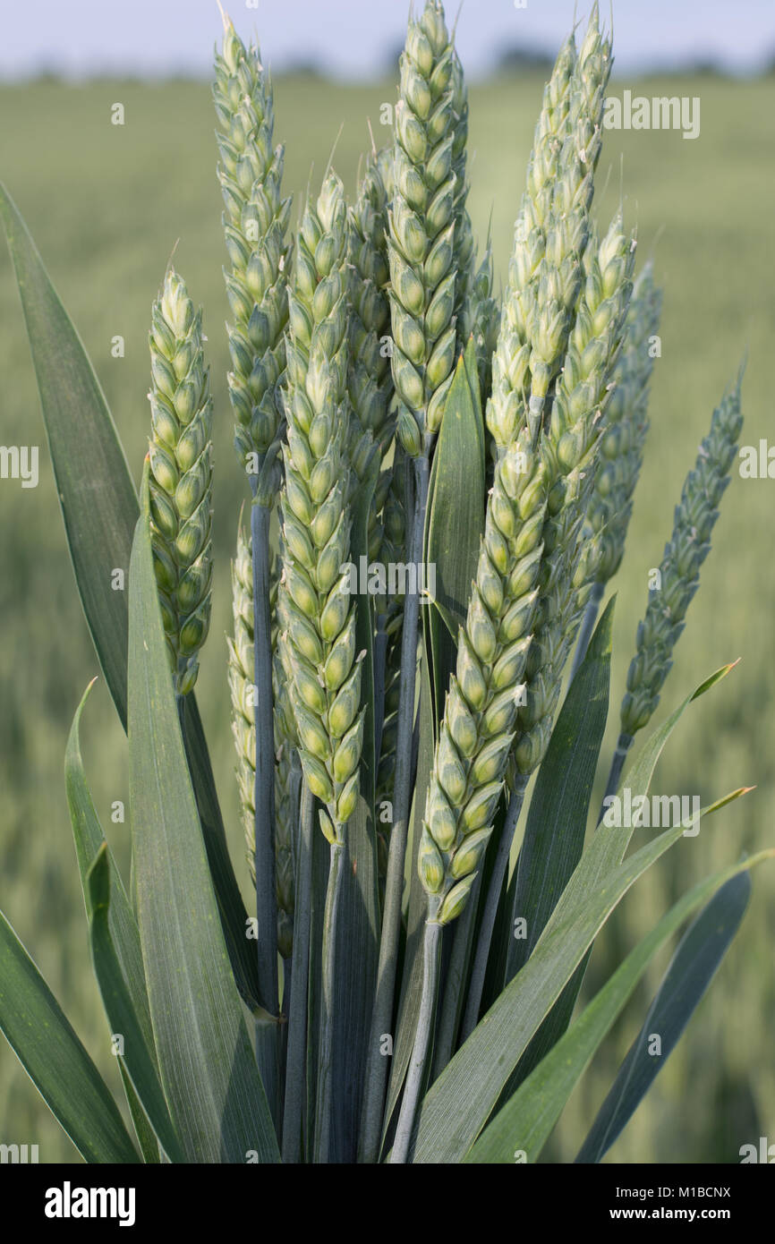 Bouquet wheat ears close up. Outdoors. Summer Stock Photo - Alamy
