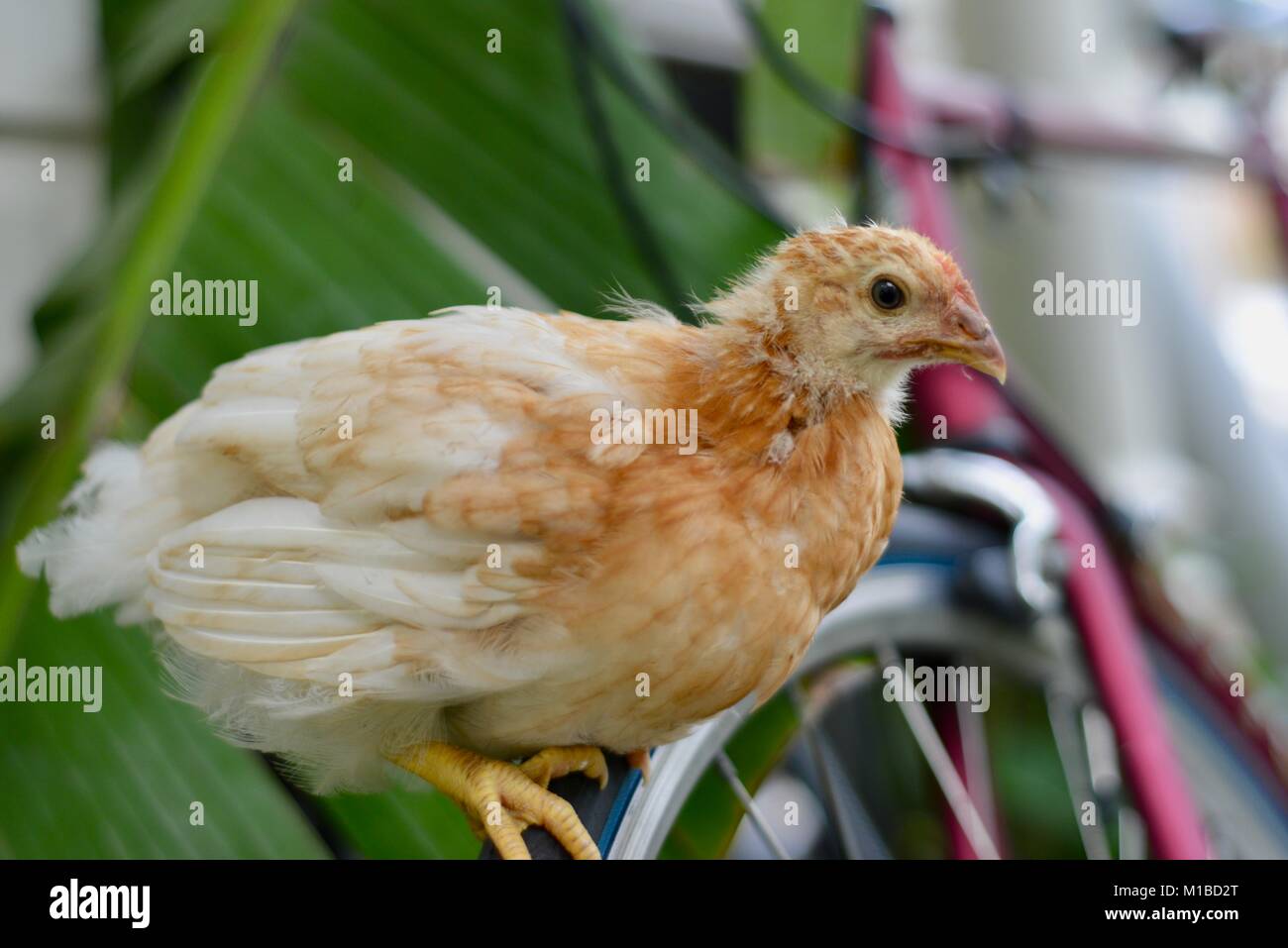 Production Red Chickens