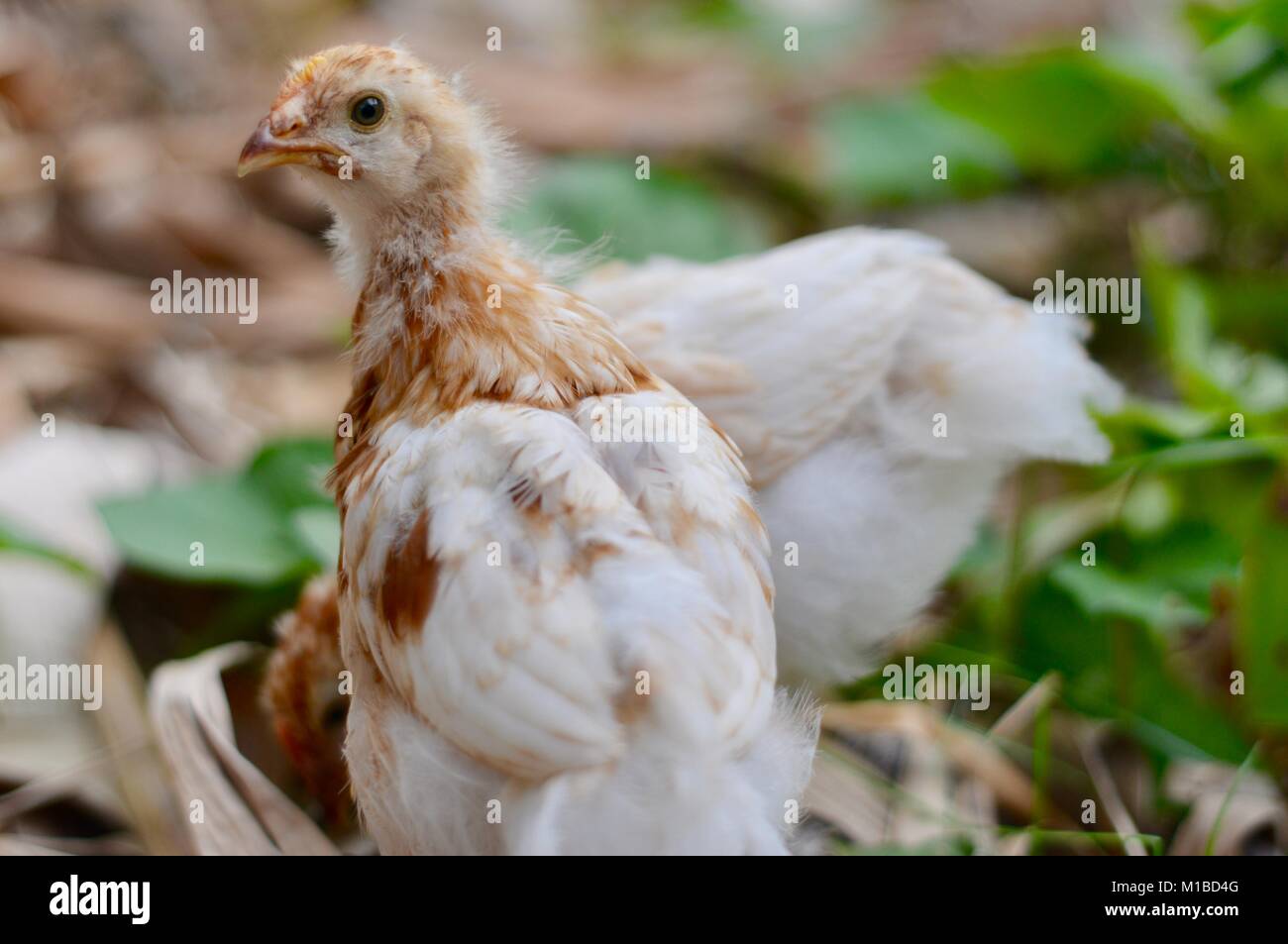Rhode Island red chicks at 4 weeks of age foraging in a tropical garden ...