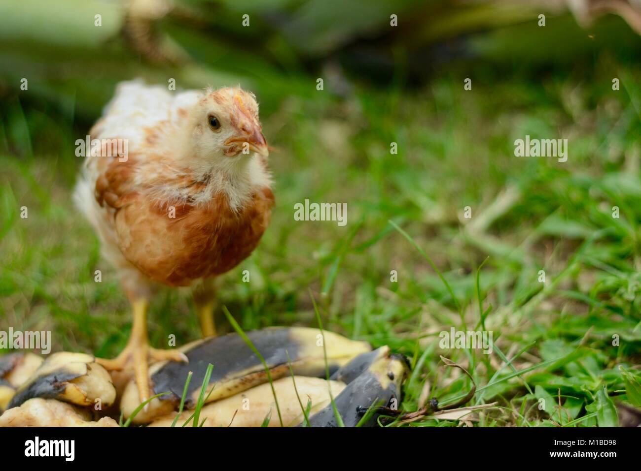 Rhode Island red chicks at 4 weeks of age foraging in a tropical garden ...
