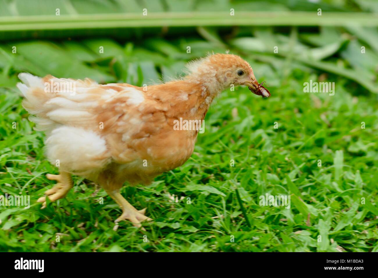 Rhode Island red chick running with cockroach prey in its beak ...