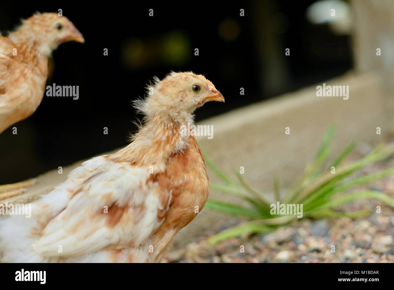 Rhode Island red chicks at 4 weeks of age foraging in a tropical garden ...