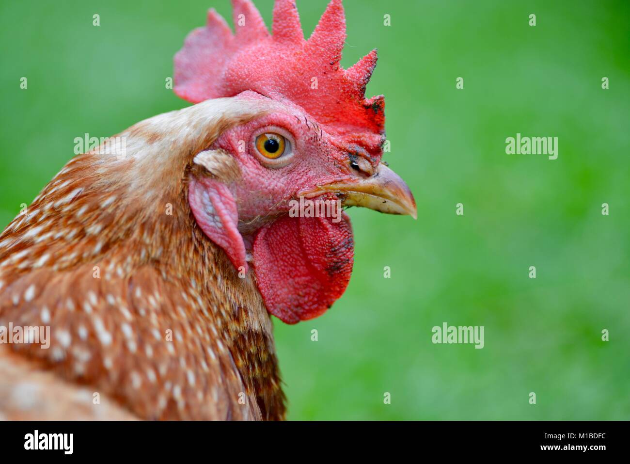 Rhode Island red chicken portrait, Townsville, Queensland, Australia ...