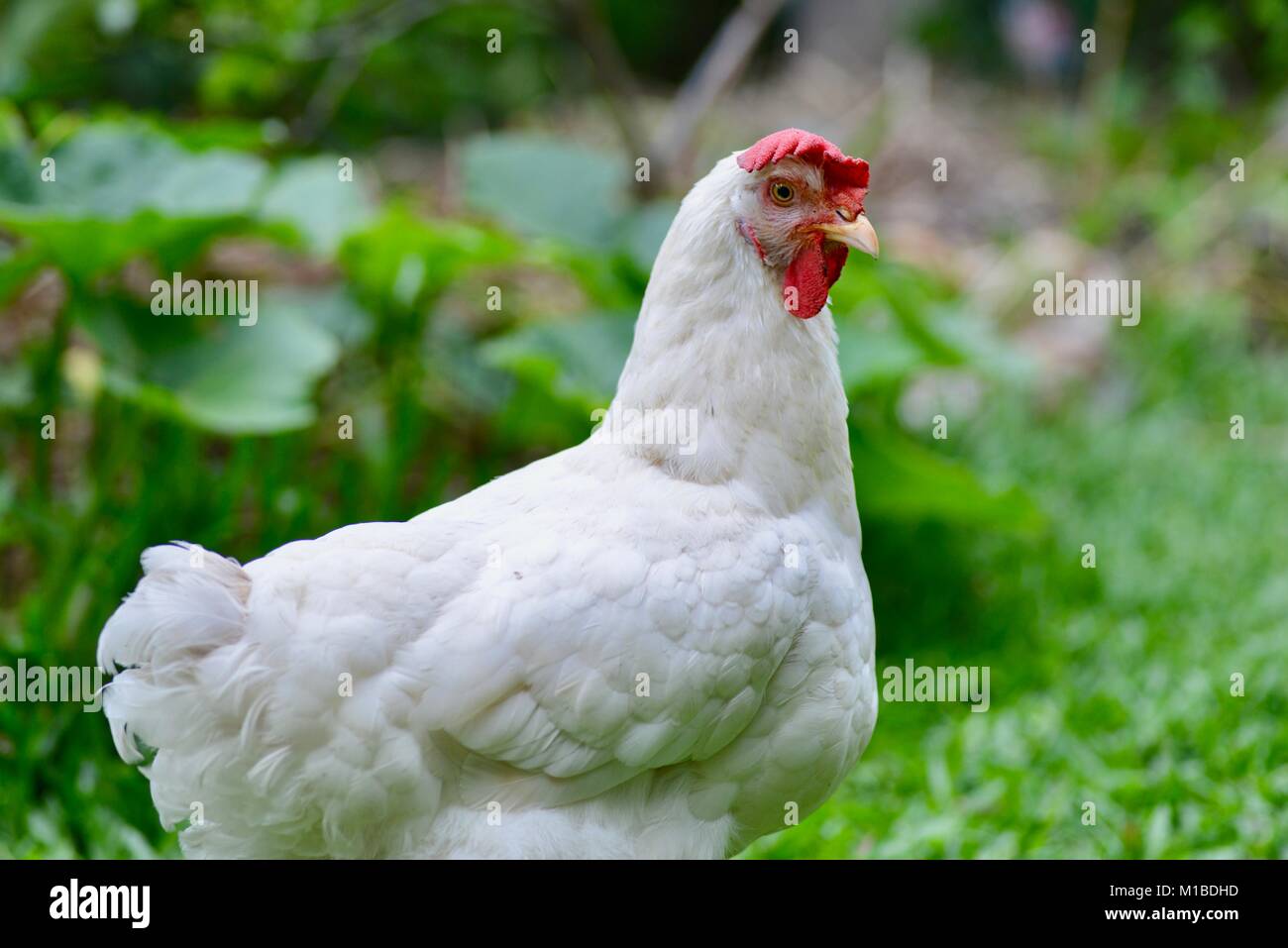 Female Chicken High Resolution Stock Photography and Images - Alamy