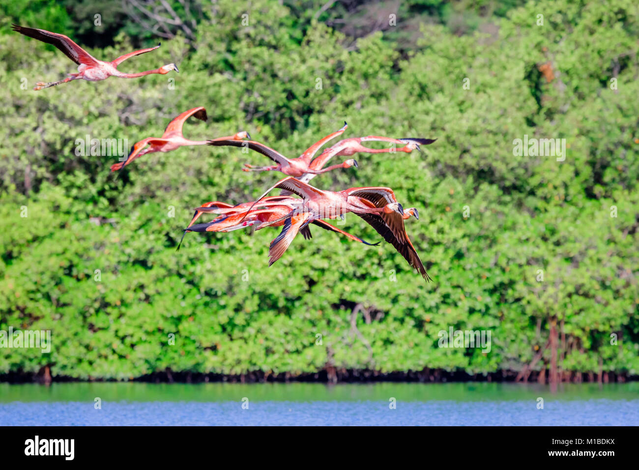 Flock of flying pink flamingos over Guanaroca lake, near Cienfuegos ...