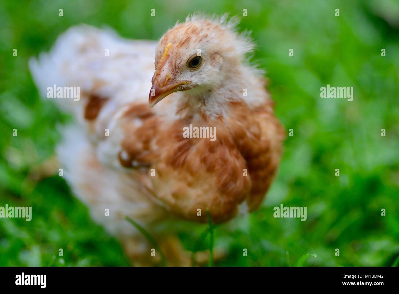 Rhode Island red chicks at 4 weeks of age foraging in a tropical garden ...