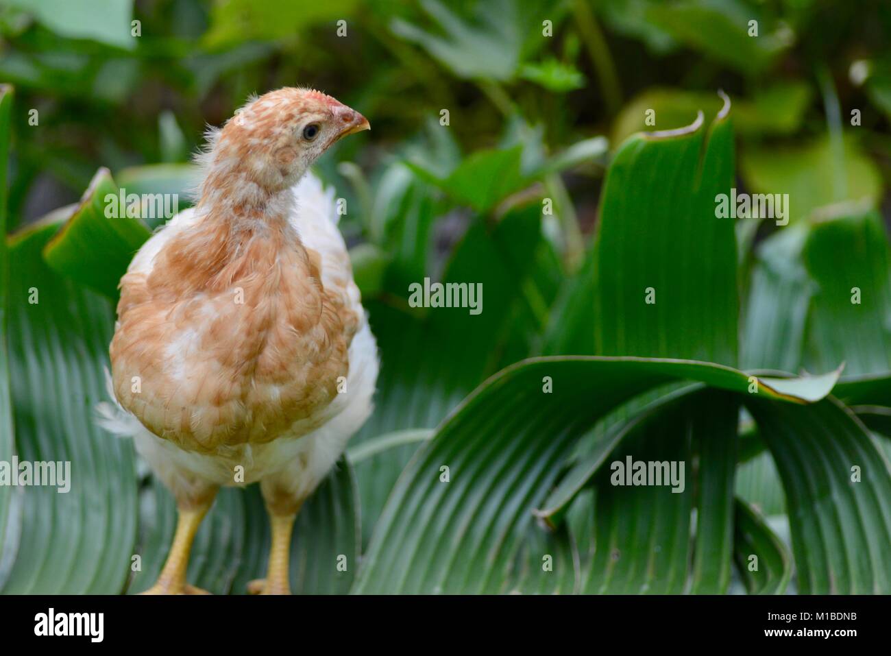 Rhode Island red chicks at 4 weeks of age foraging in a tropical garden ...