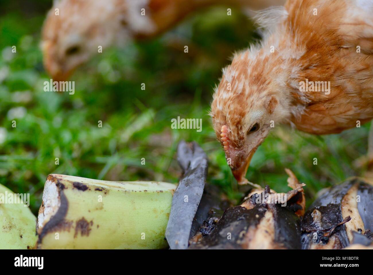 Rhode Island red chicks at 4 weeks of age foraging in a tropical garden ...