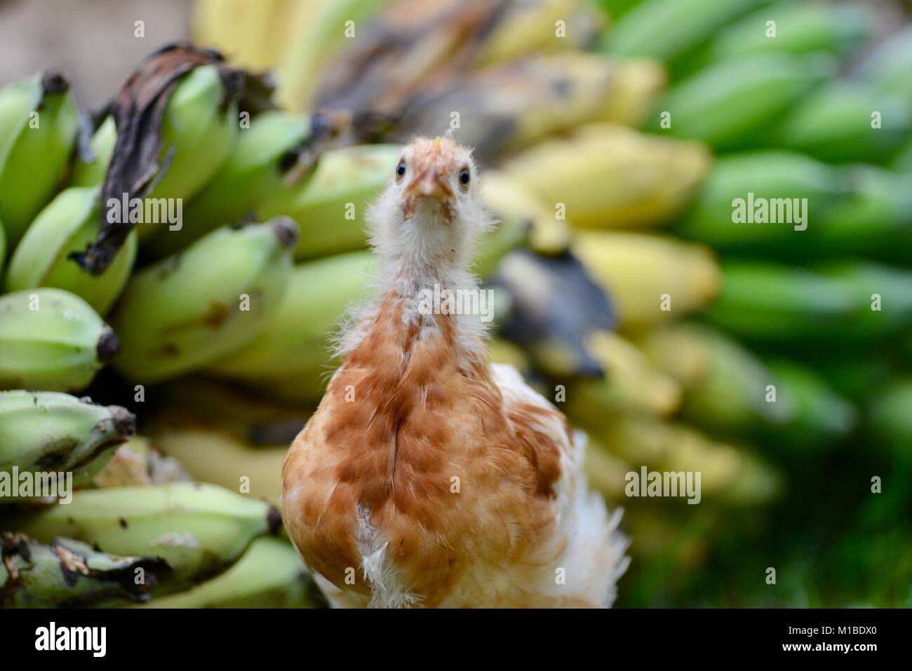 Rhode Island red chicks at 4 weeks of age foraging in a tropical garden ...
