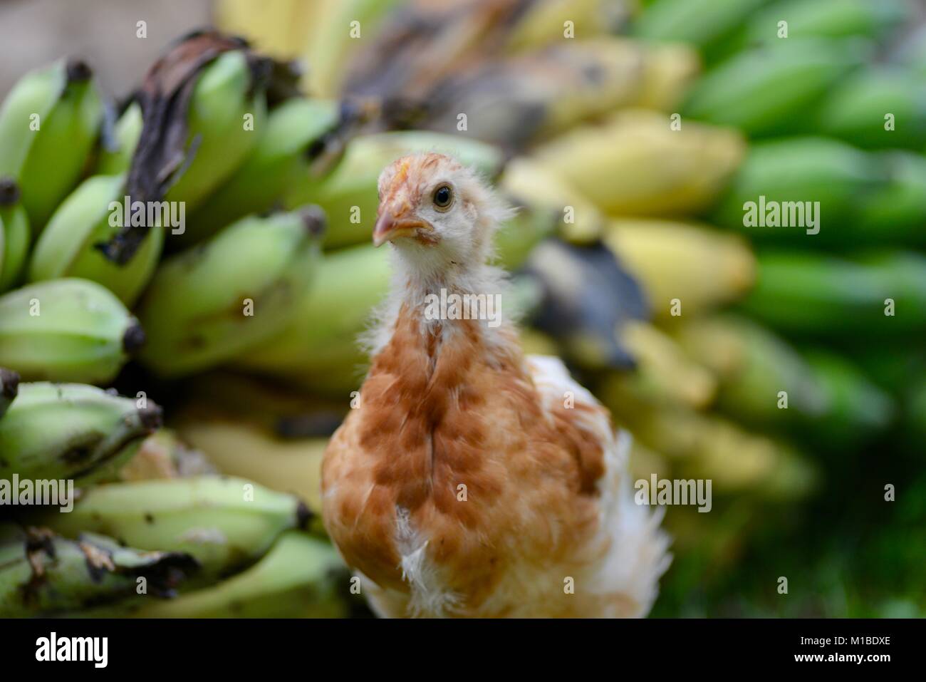 Rhode Island red chicks at 4 weeks of age foraging in a tropical garden ...