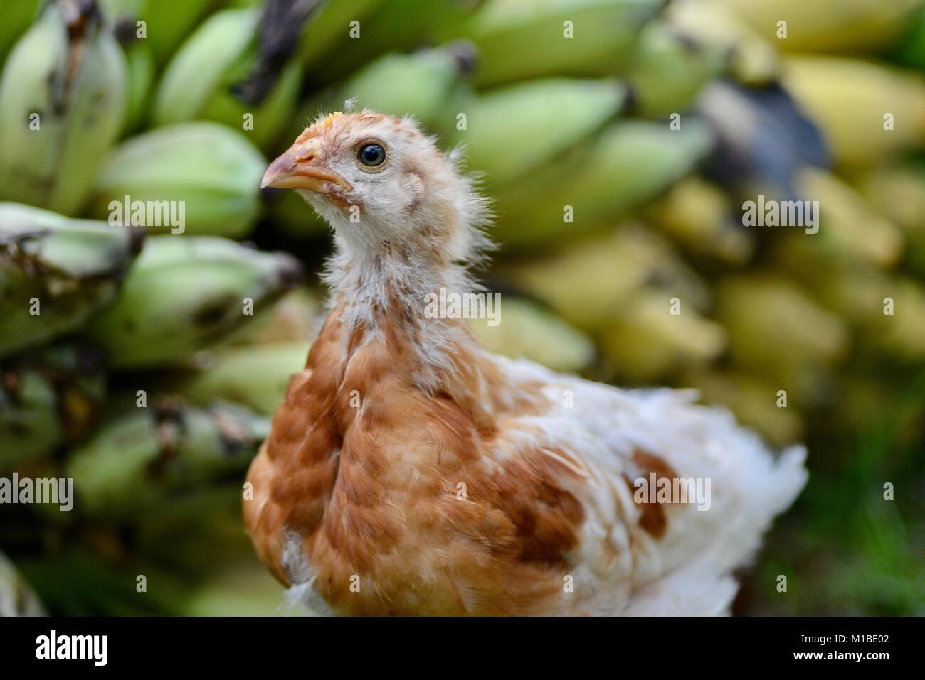 Rhode Island red chicks at 4 weeks of age foraging in a tropical garden ...