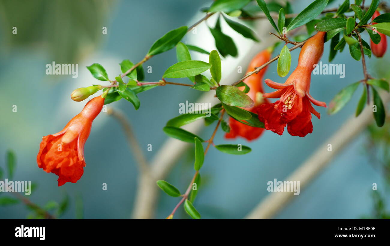 Pomegranate blossom hi-res stock photography and images - Alamy
