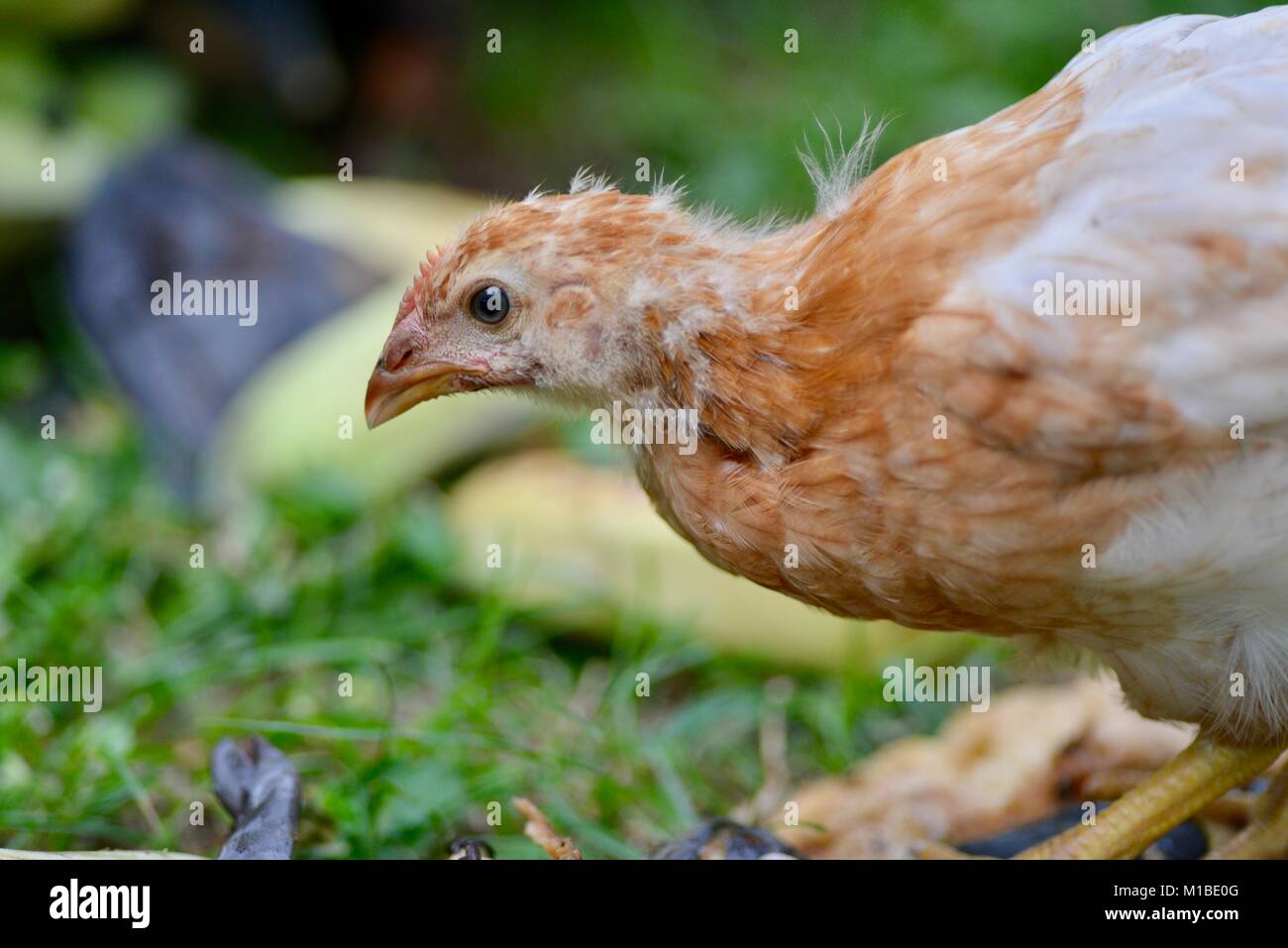 4 legs chicken hi-res stock photography and images - Alamy