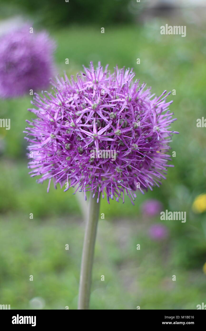 Giant alium hi-res stock photography and images - Alamy