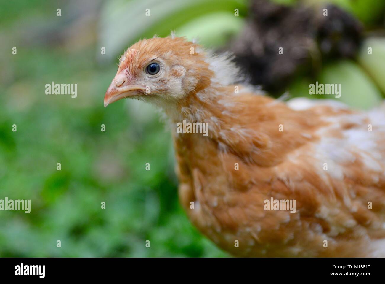 Rhode Island red chicks at 4 weeks of age foraging in a tropical garden ...