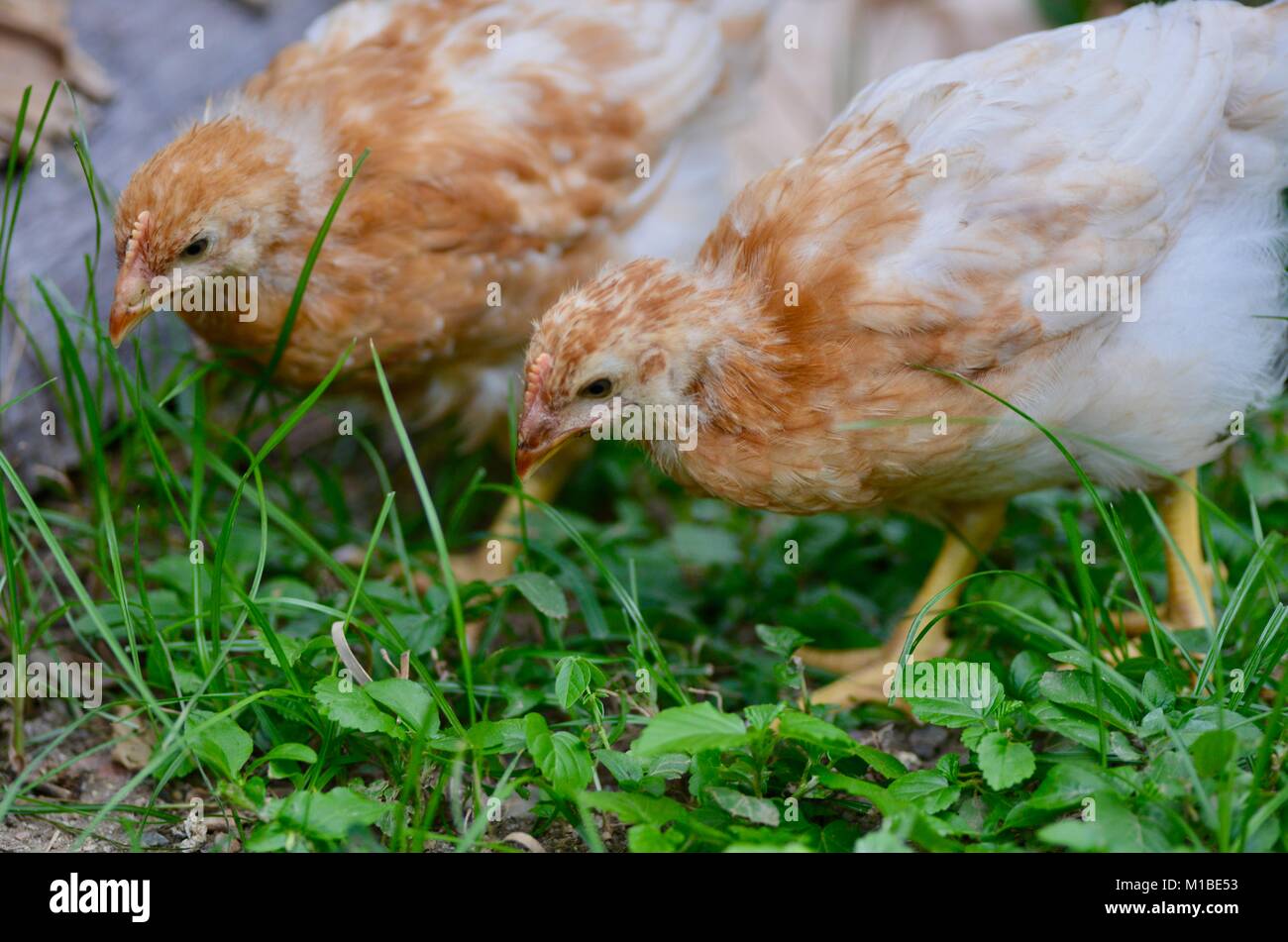 Rhode Island red chicks at 4 weeks of age foraging in a tropical garden ...