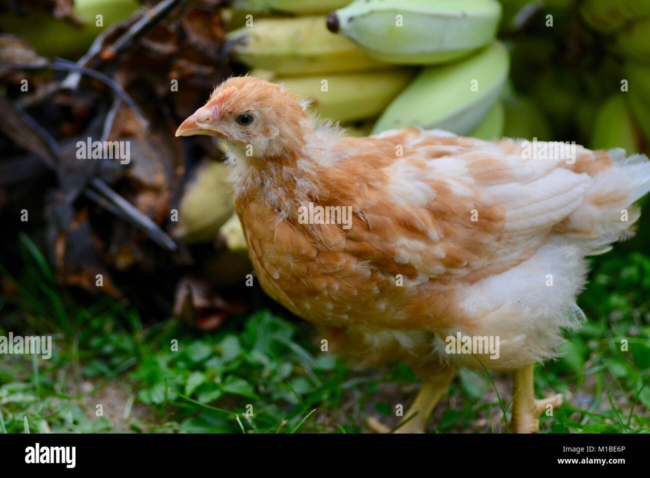 Rhode Island red chicks at 4 weeks of age foraging in a tropical garden ...