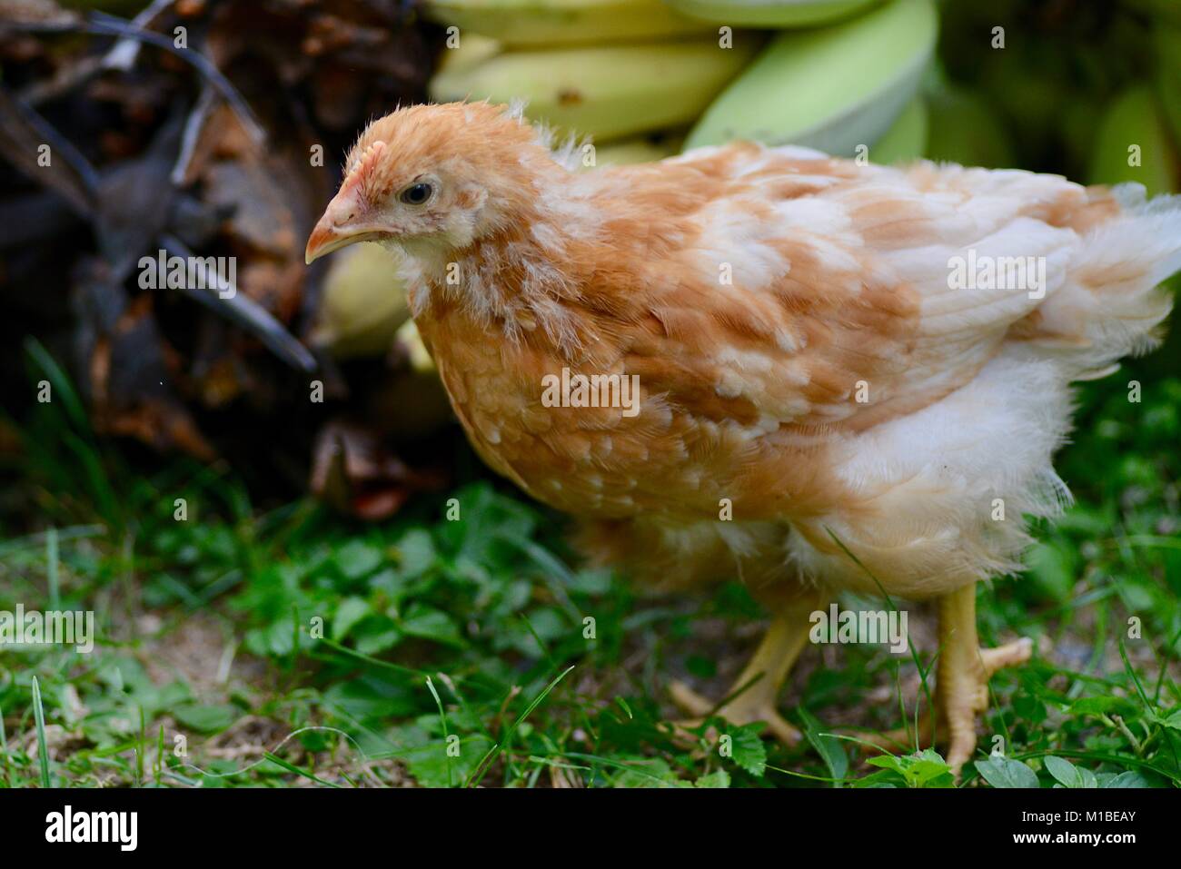 Rhode Island red chicks at 4 weeks of age foraging in a tropical garden ...