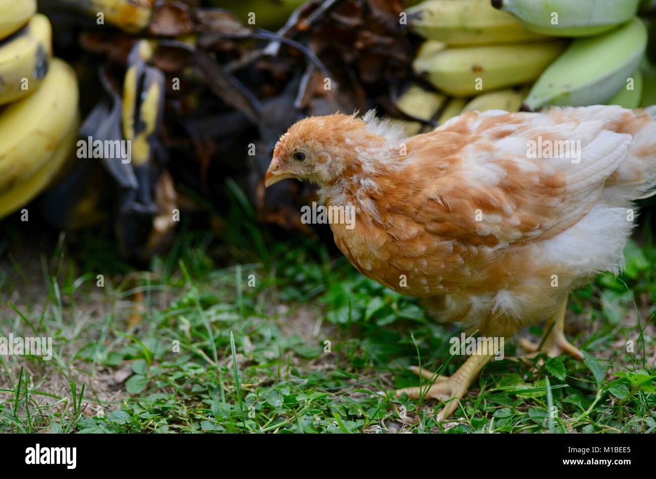Rhode Island red chicks at 4 weeks of age foraging in a tropical garden ...