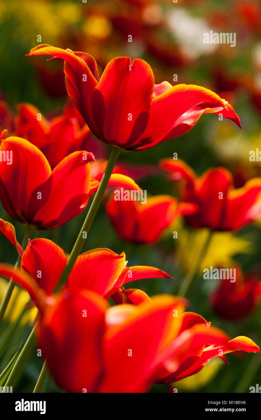 Tulpe - tulipa - tulip Stock Photo - Alamy