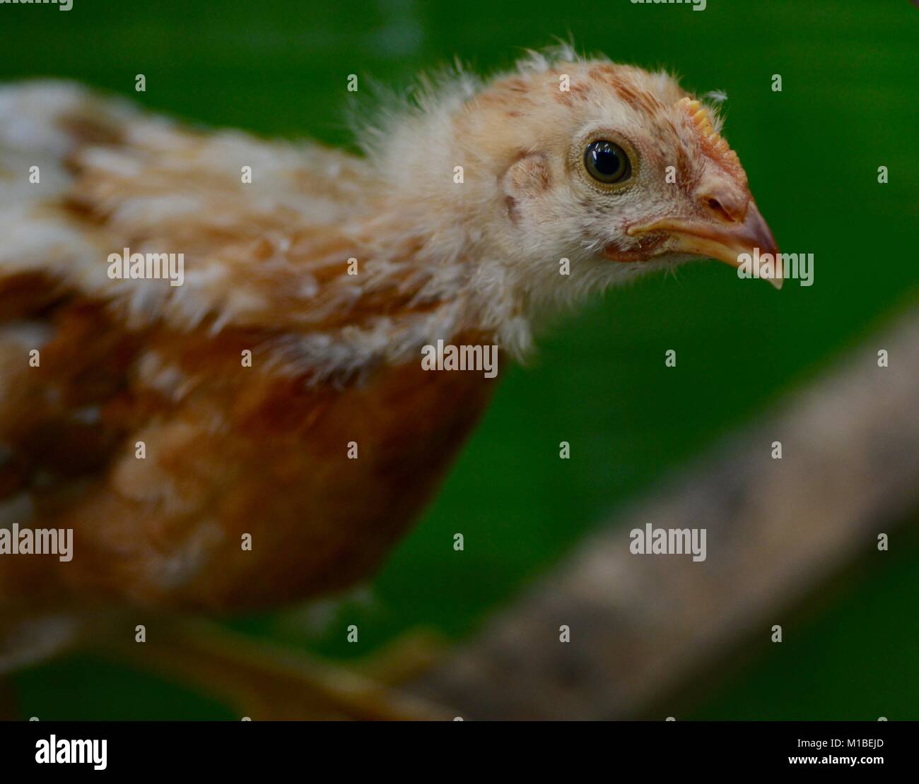 Rhode Island red chicks at 4 weeks of age foraging in a tropical garden ...