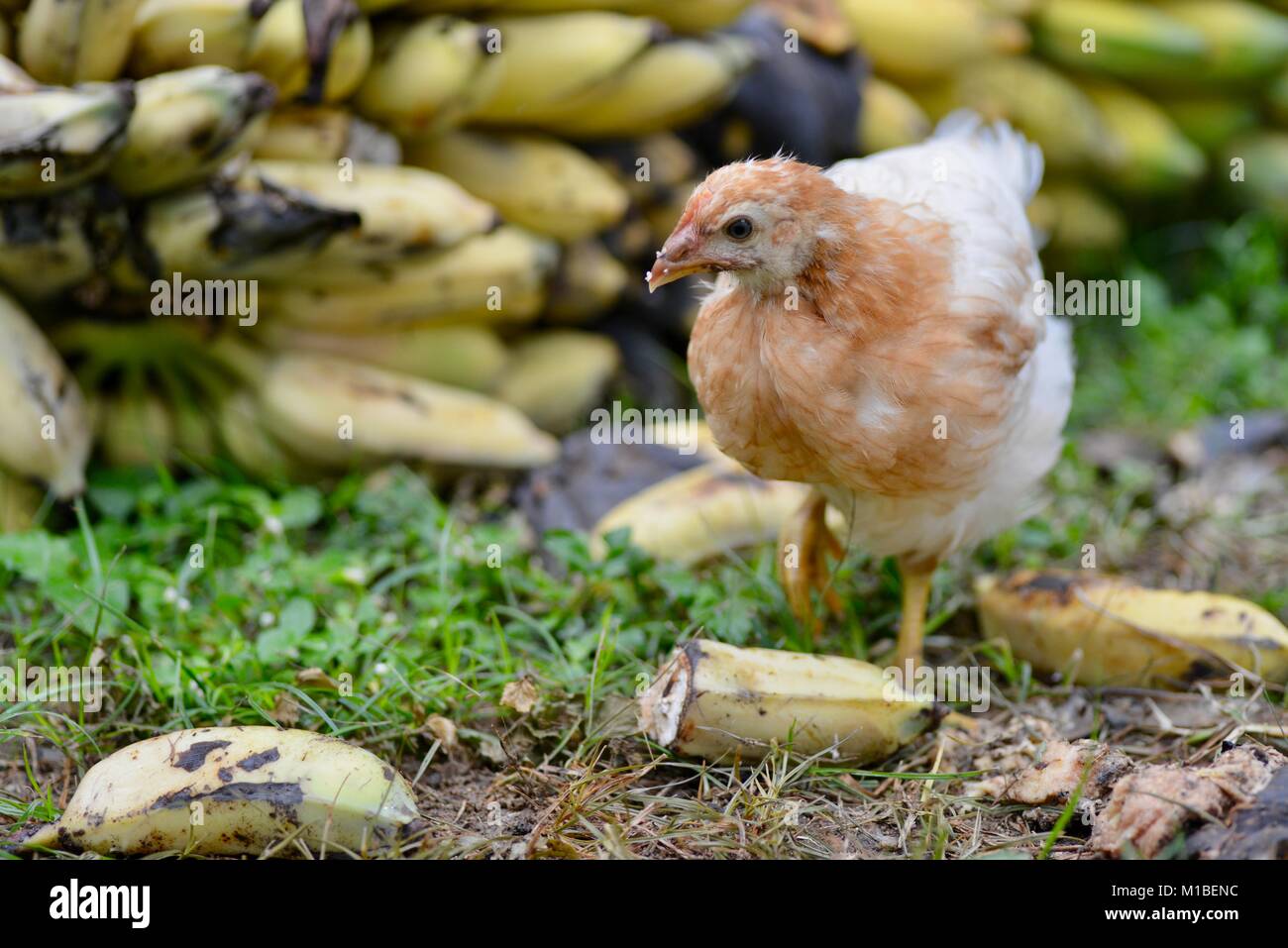 Rhode Island red chicks at 4 weeks of age foraging in a tropical garden ...