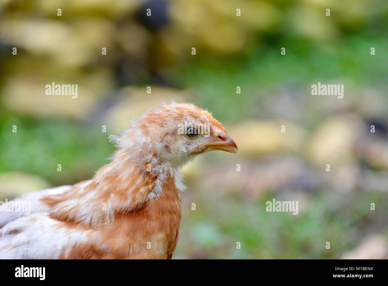 Rhode Island red chicks at 4 weeks of age foraging in a tropical garden ...
