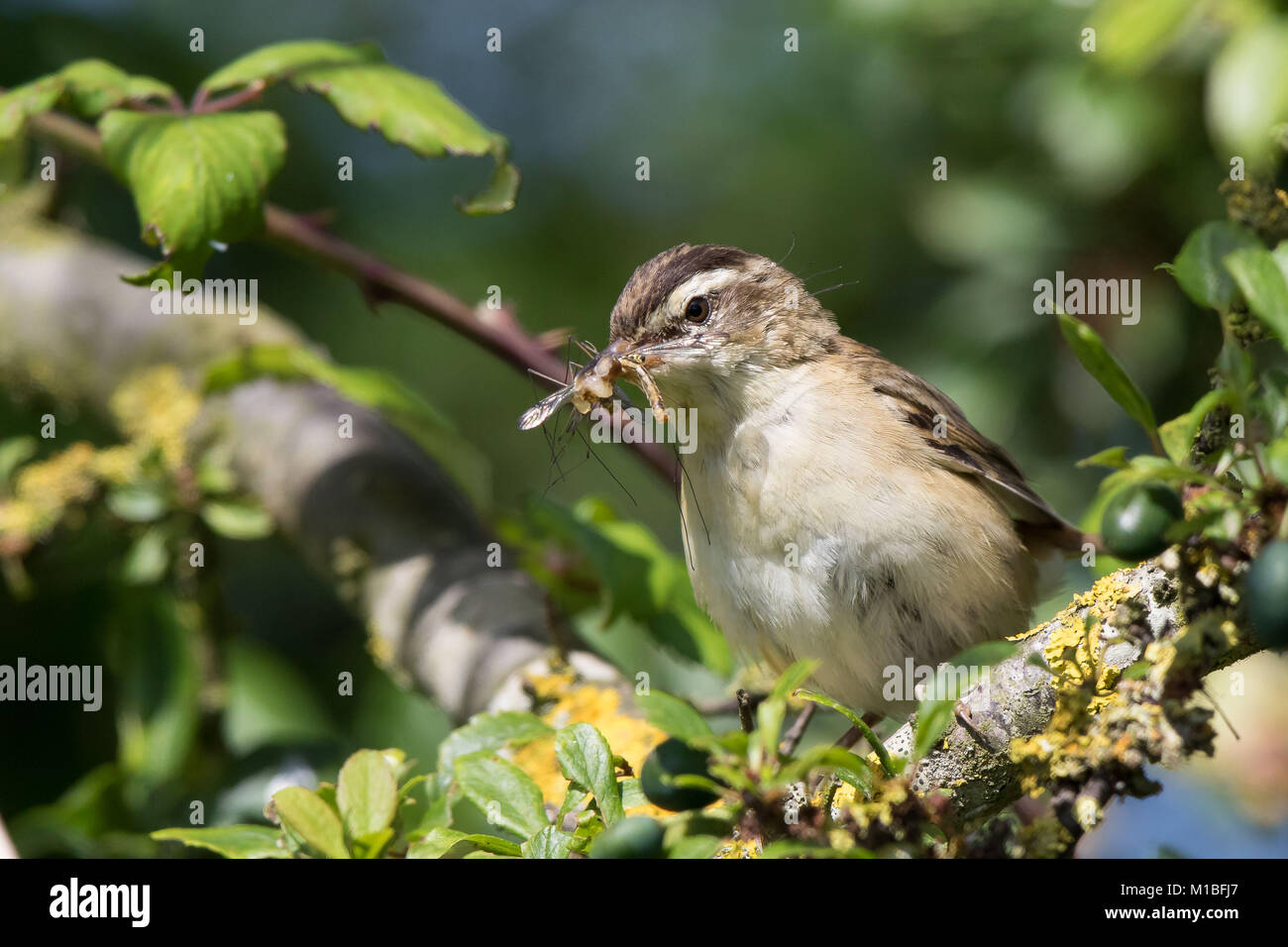 Wild bird eating insects hi-res stock photography and images - Alamy