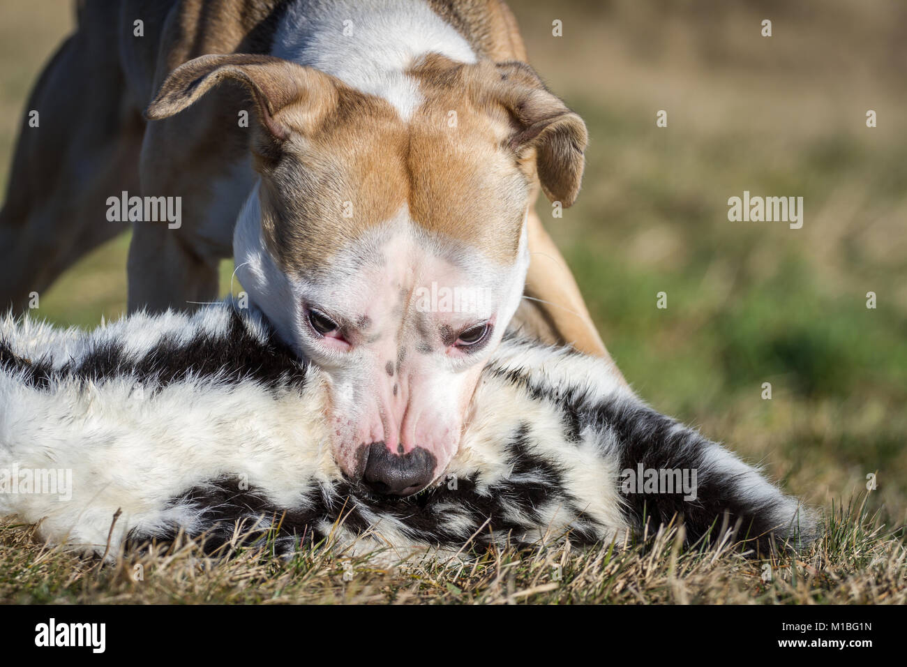 Dog eating a rabbit, raw dog feeding prey model Stock Photo - Alamy