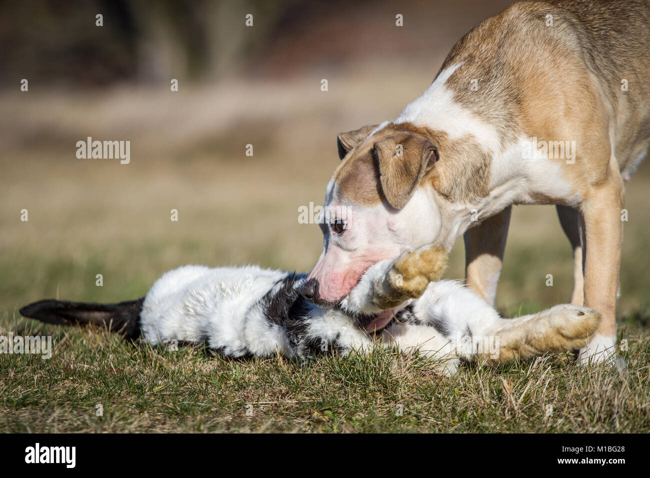 Dog eating a rabbit, raw dog feeding prey model Stock Photo - Alamy