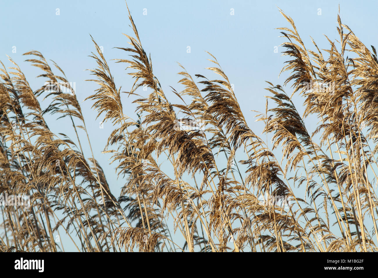 Common reed (phragmites australis Stock Photo - Alamy