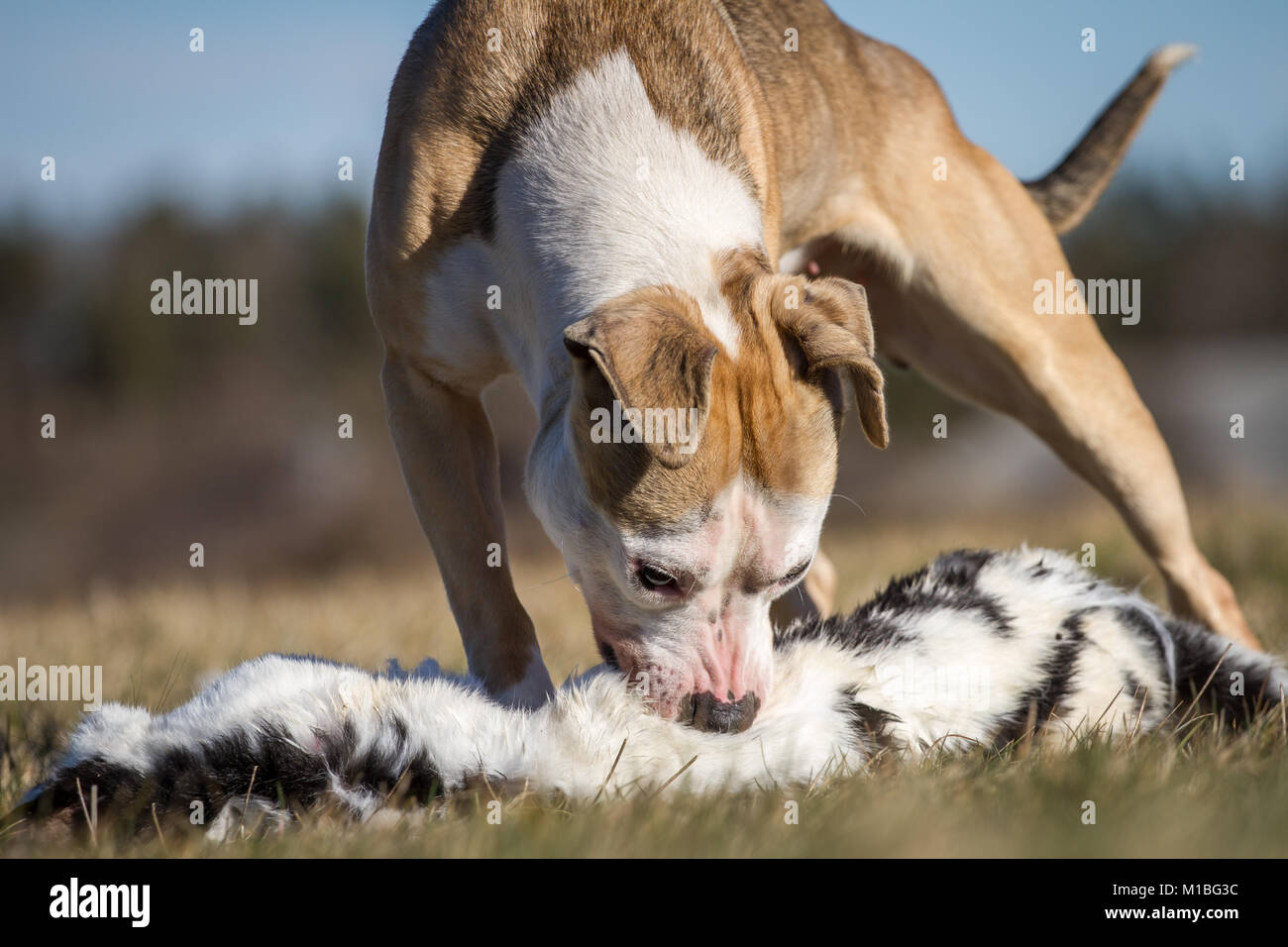 Dog eating a rabbit, raw dog feeding prey model Stock Photo - Alamy