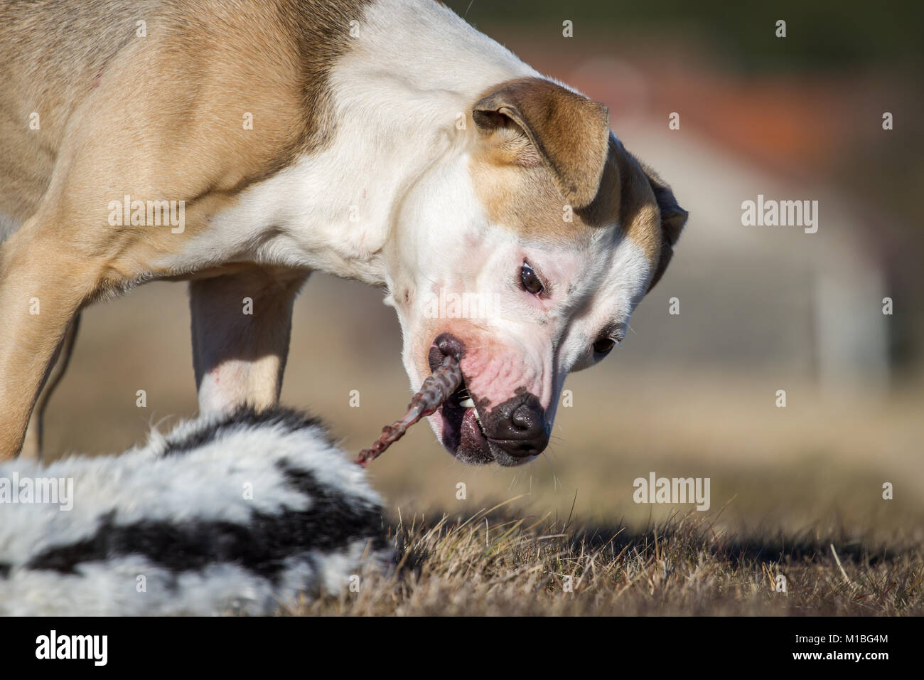 Can A Dog Eat A Rabbit