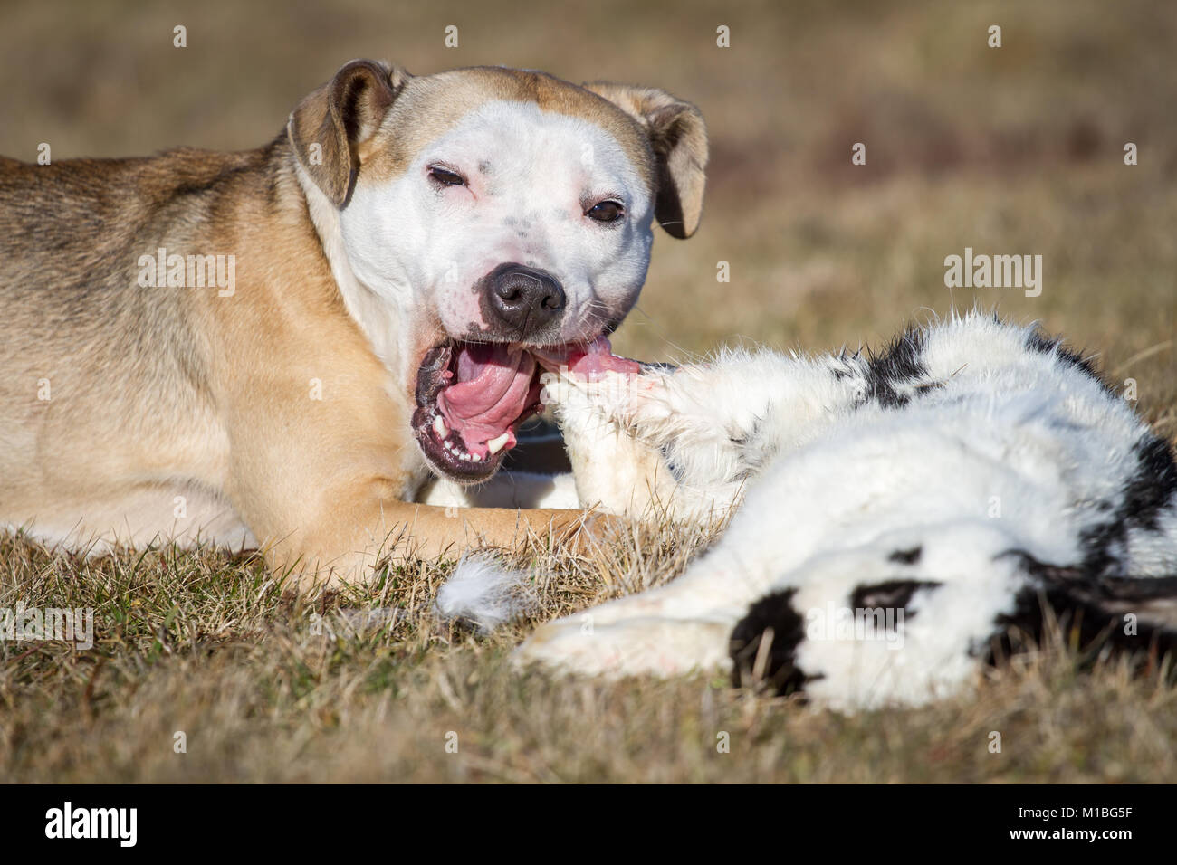 Dog eating a rabbit, raw dog feeding prey model Stock Photo - Alamy