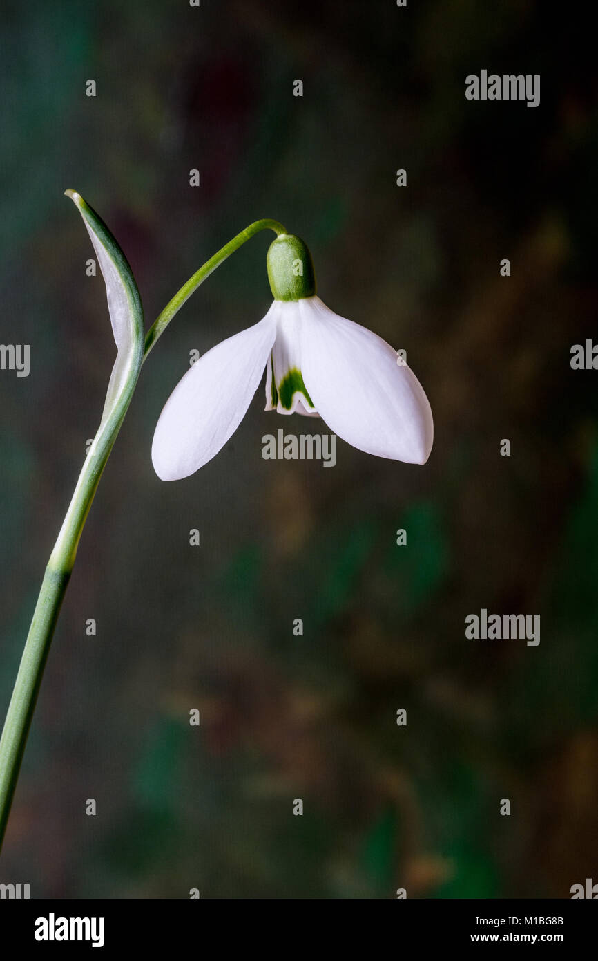 Close up of an open flower of the single snowdrop Galanthus Sam Arnott ...