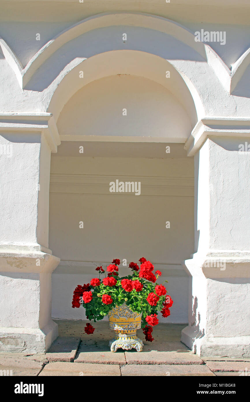 Red Geranium potted in a decorative ceramic jar and placed under an ...
