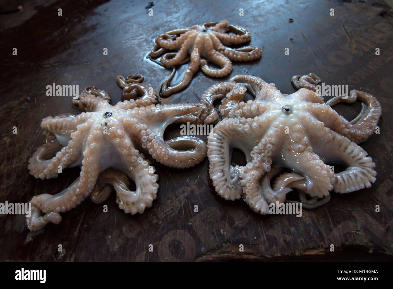 Octopus with cuttle fish hi-res stock photography and images - Alamy
