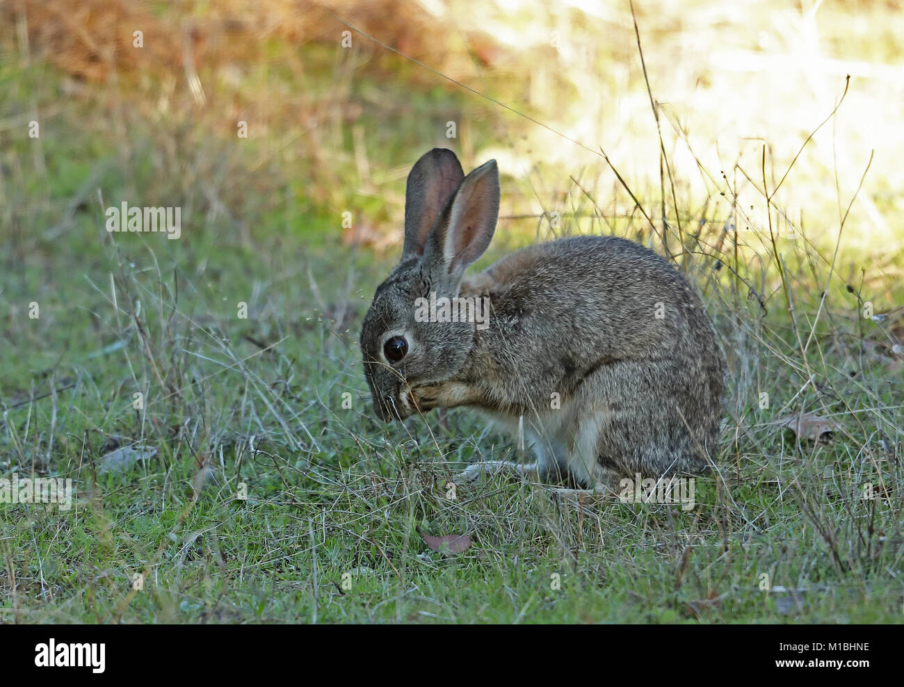European Rabbit (Oryctolagus cuniculus algirus) male washing face ...