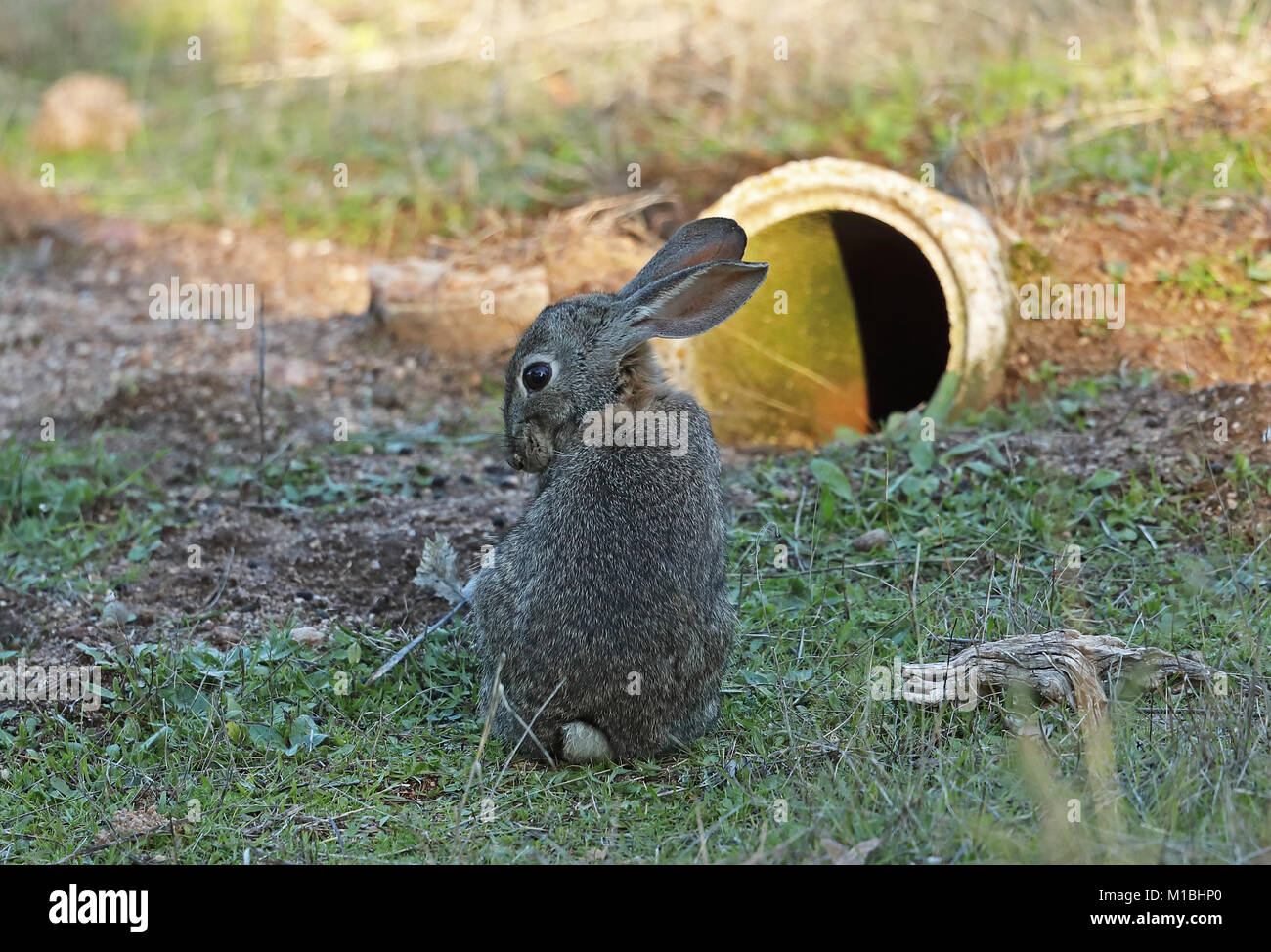European Rabbit (Oryctolagus cuniculus algirus) male grooming at ...