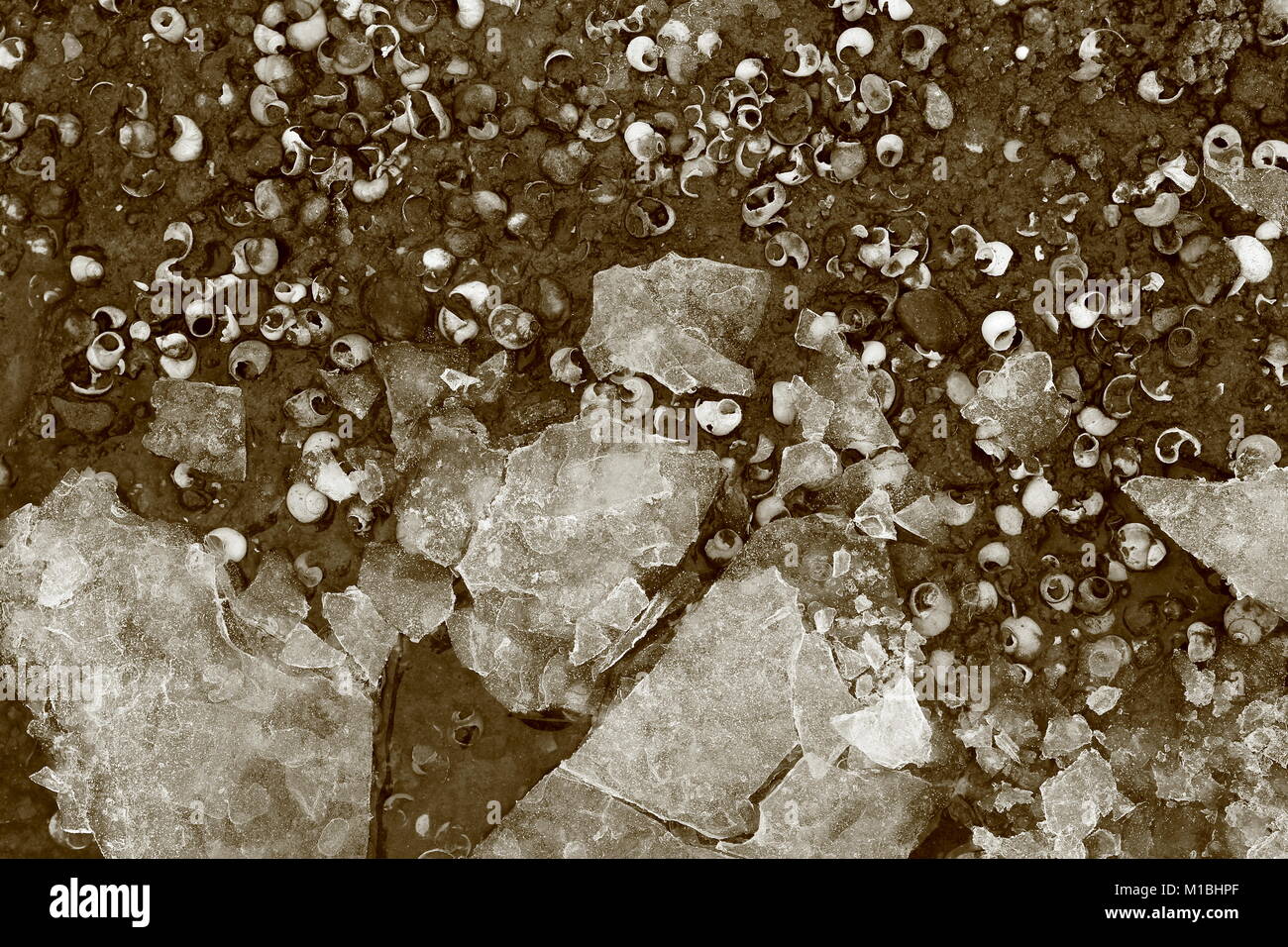 Dead snails on the winter shore Stock Photo - Alamy